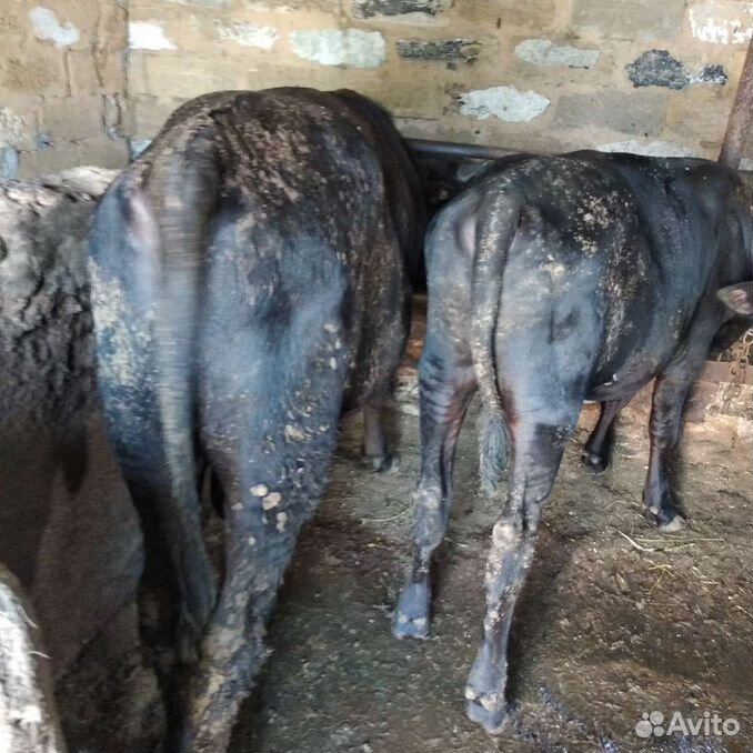 Бычки тёлки