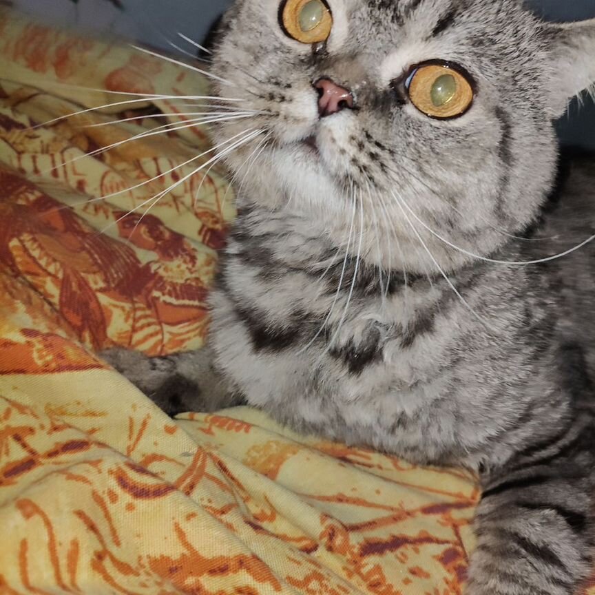 Коты в добрые руки