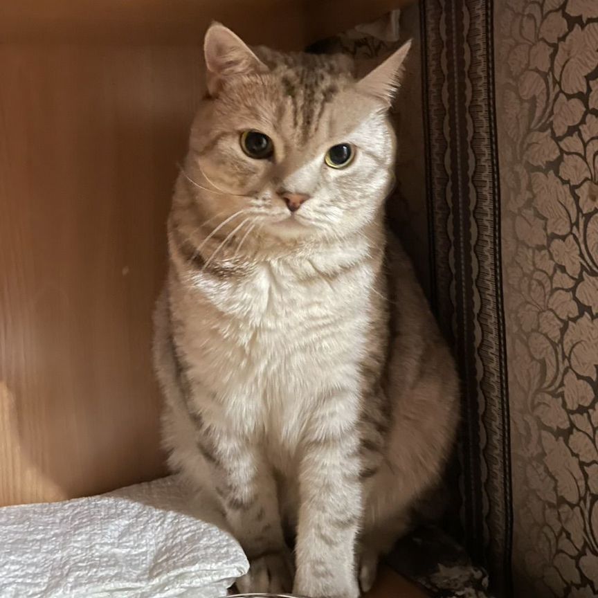 Британский длинношёрстный, взрослый кот