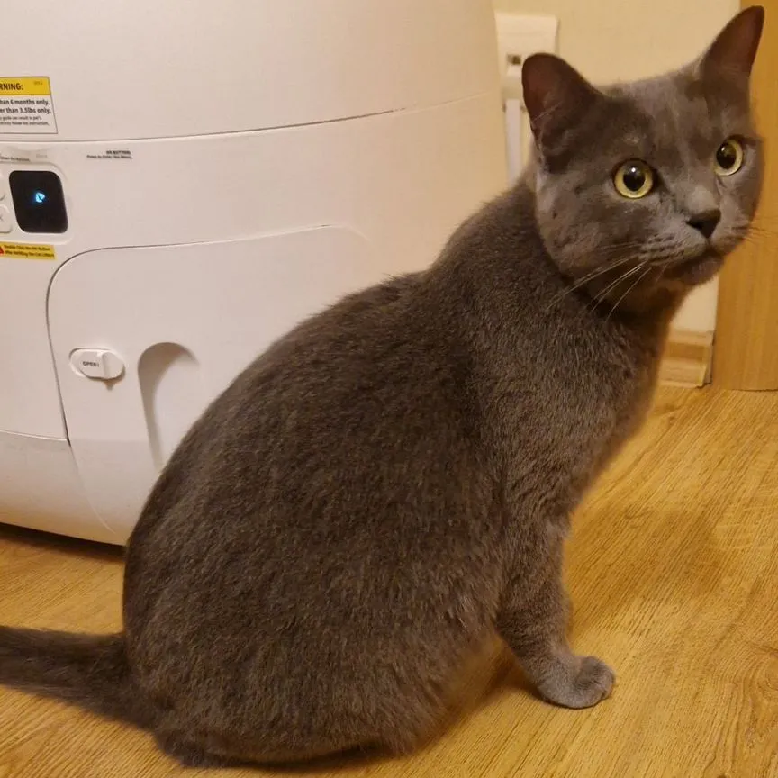 Кошка