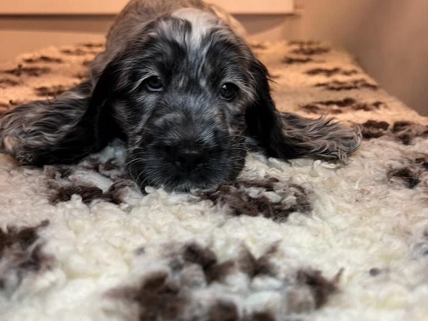 Спаниель щенок