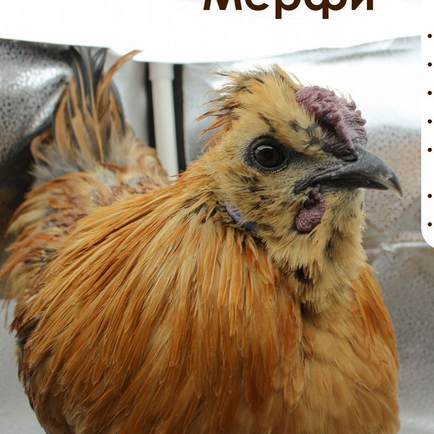 Мои любимые петушки. Не в суп