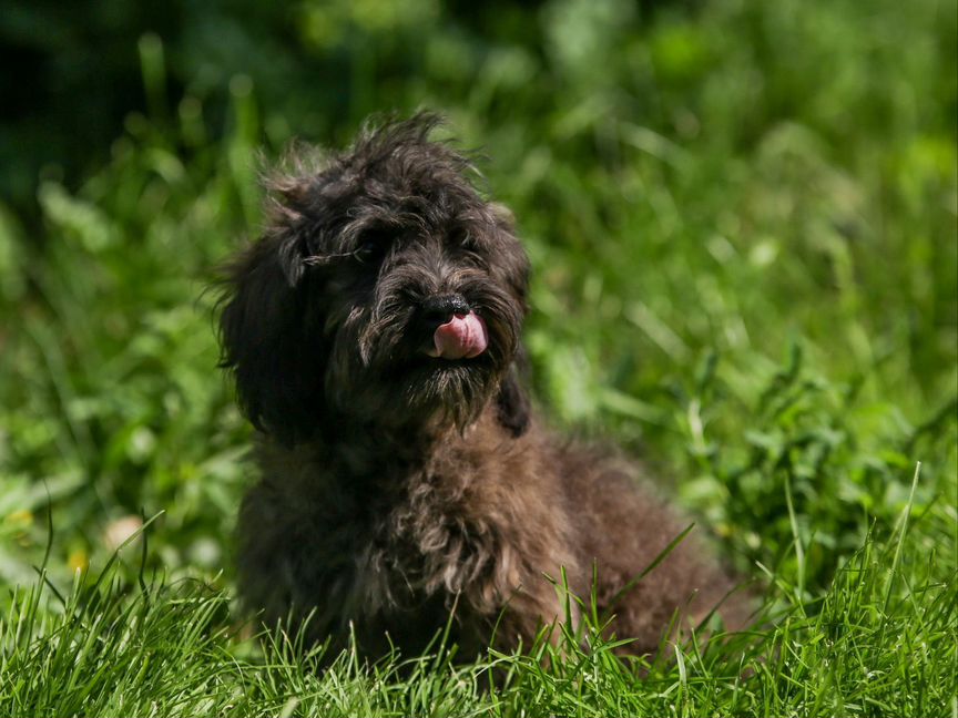 Мальтипу милый малыш