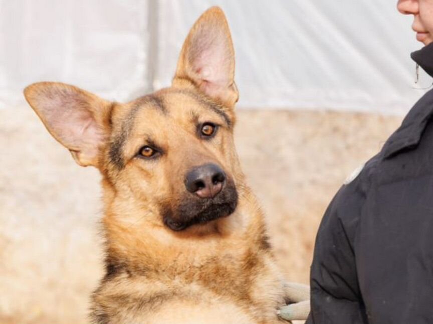 Собака Чип метис овчарки ищет щом