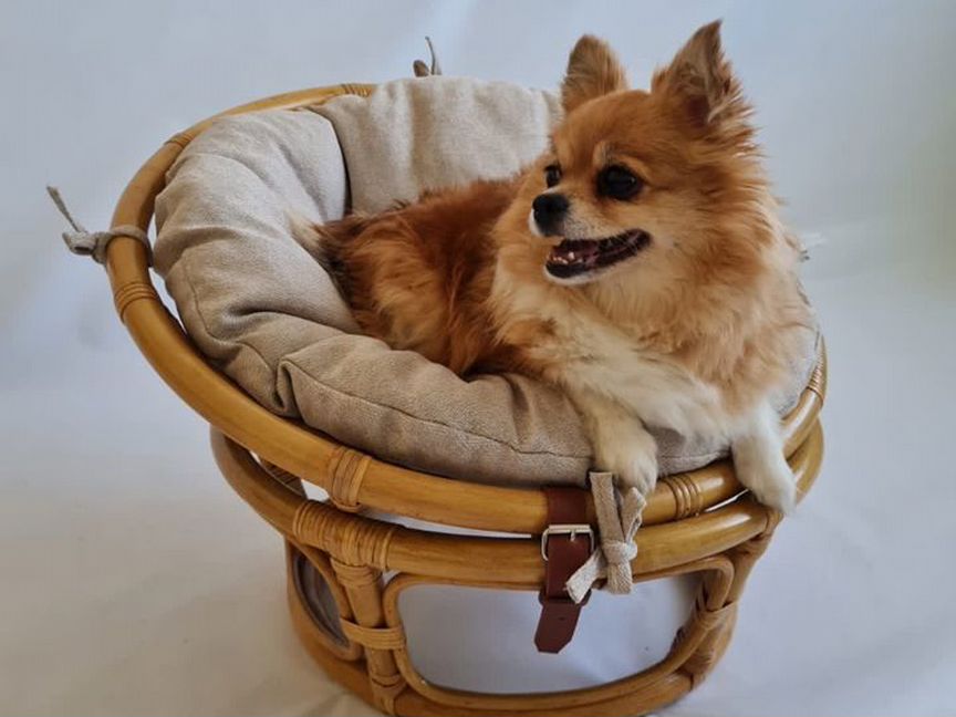 Папасан - мини кресло для питомца