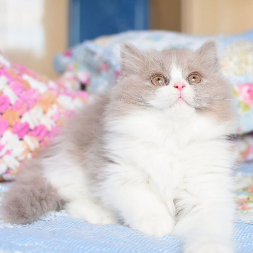 Британский длинношёрстный котёнок