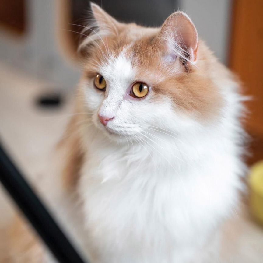 Пушок. Выживающий на теплотрассе