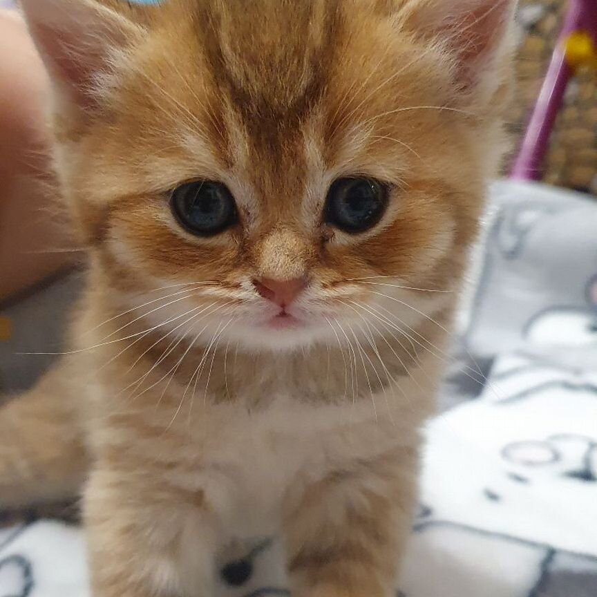Котята шиншилла
