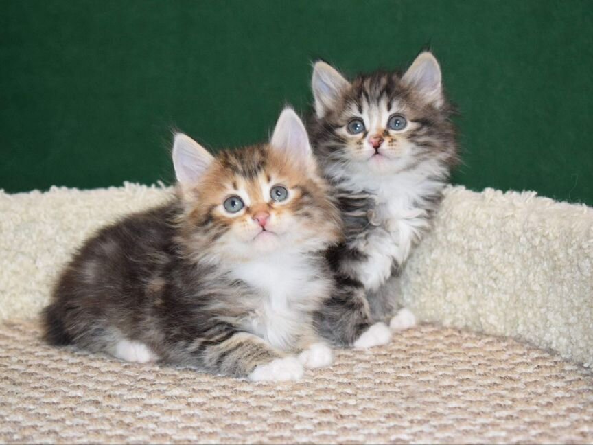 Клубные котята курильского бобтейла