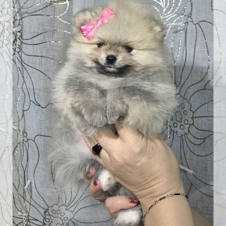 Померанский шпиц, щенок