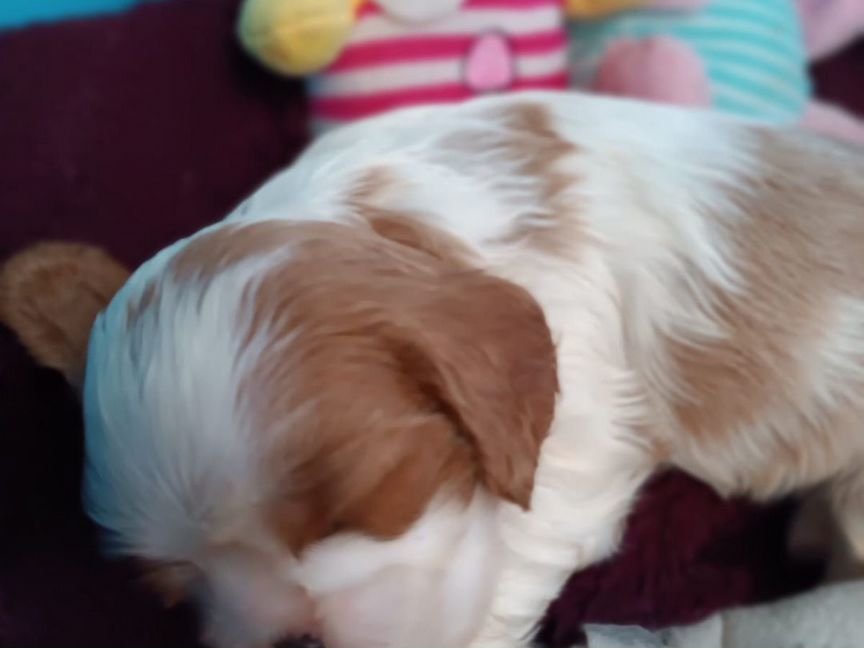 Открыто бронирование на щенков Кавалер кинг чарльз