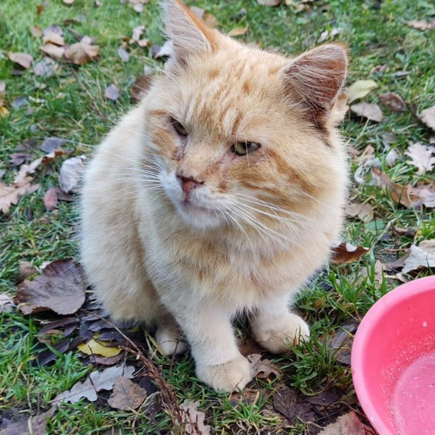 Котик бросили умирать в добрые руки