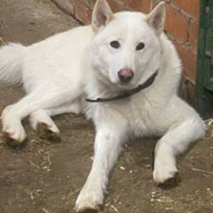 Взрослый пёс в добрые руки