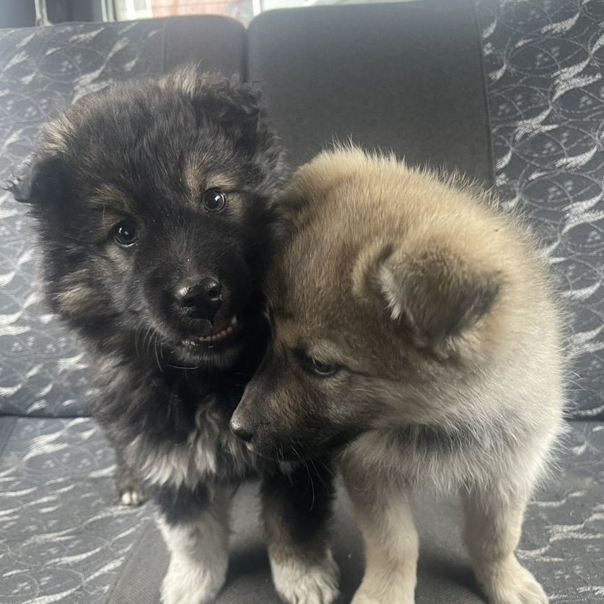 Щенки бесплатно