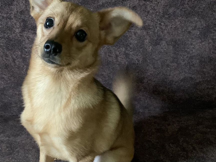 Отдам собаку в добрые руки