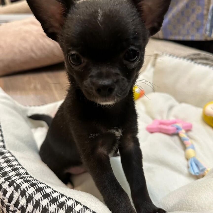 Вязка кобель чихуахуа мини