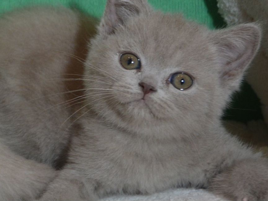 Мальчик. Лиловый британец