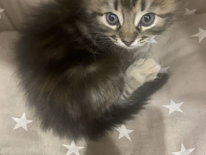 Кошка