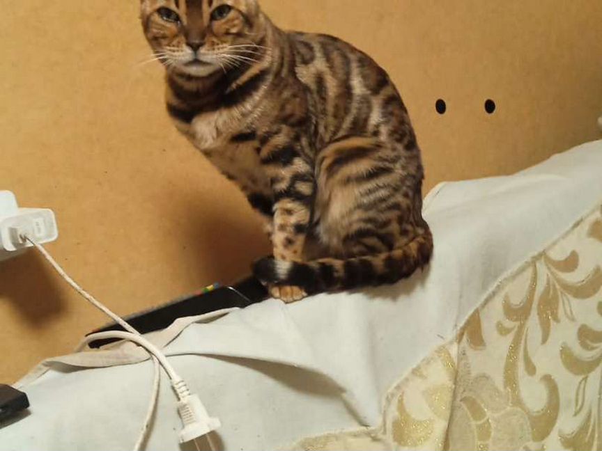 Бенгальская кошка бесплатно