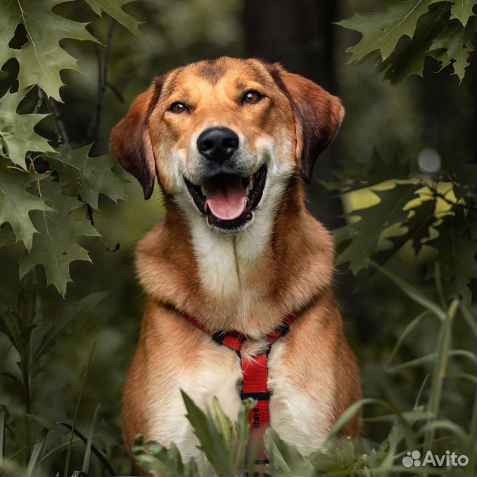 Собака в добрые руки метис гончей