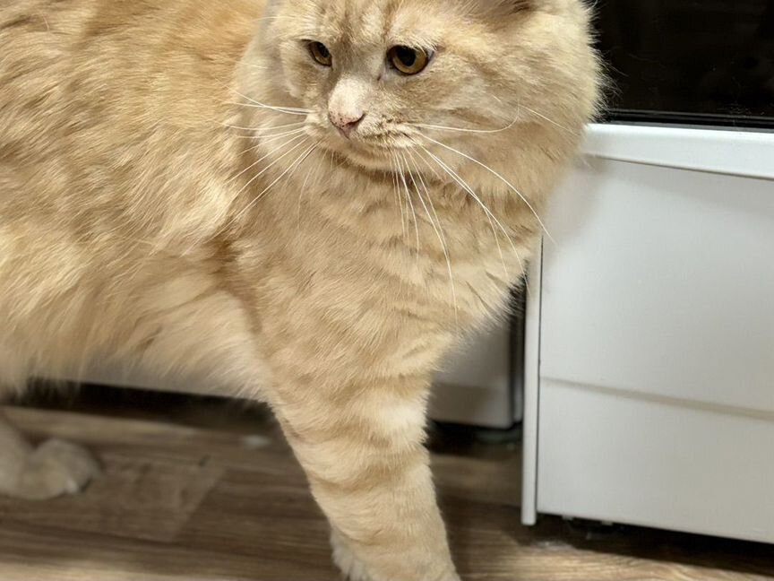 Кот в добрые руки
