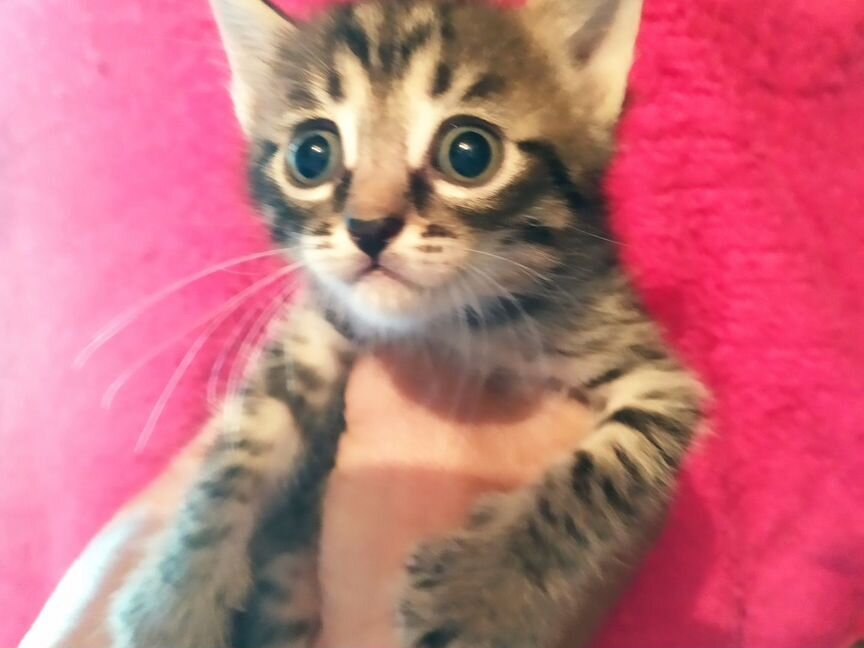 Усатый-полосатый