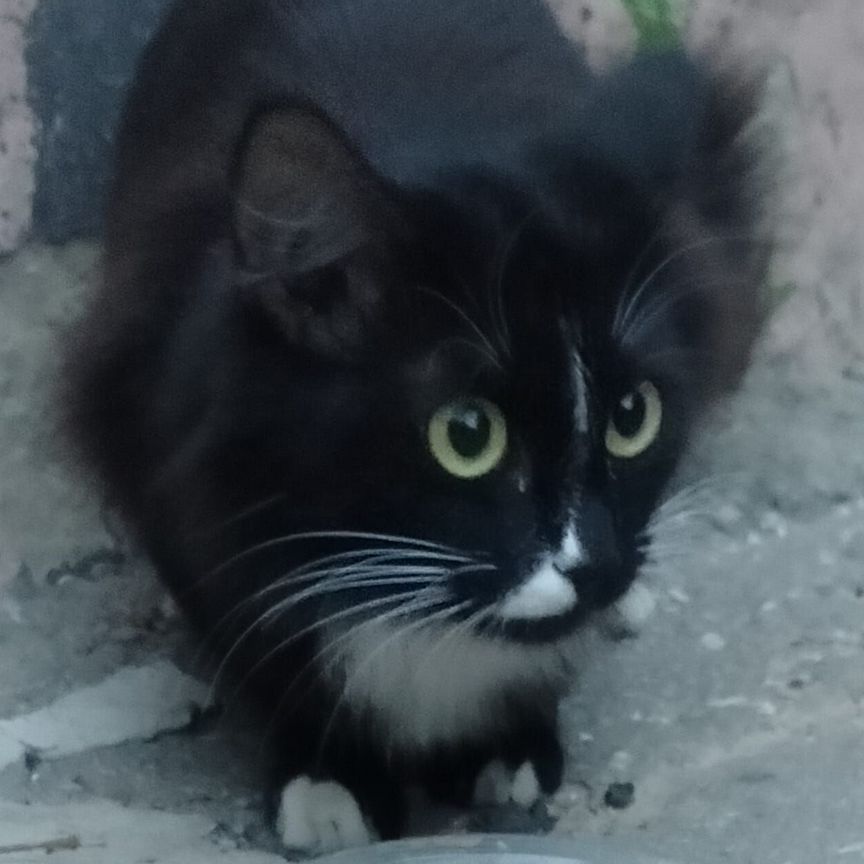 Взрослая кошка в добрые руки