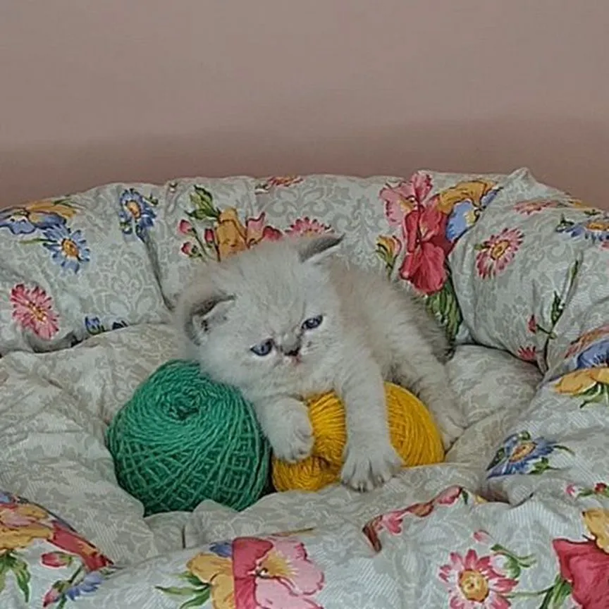 Экзотические короткошерстные котята, Экзоты