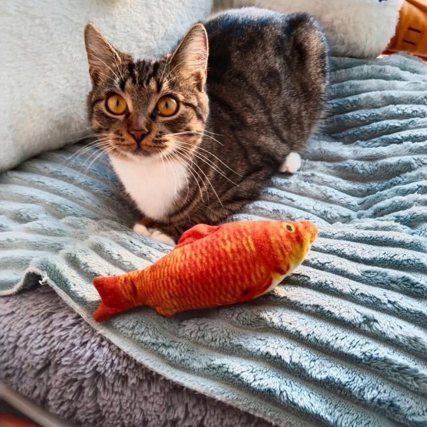 Котенок в добрые руки