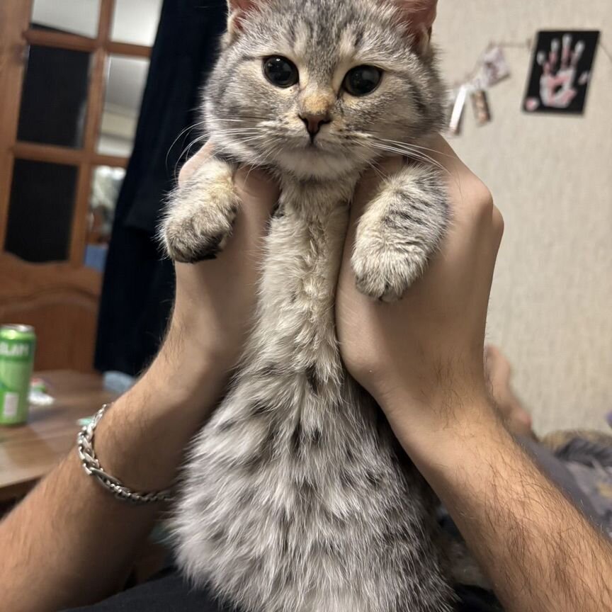 Кошечка в добрые руки