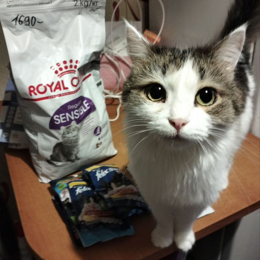 Кошечка в добрые руки