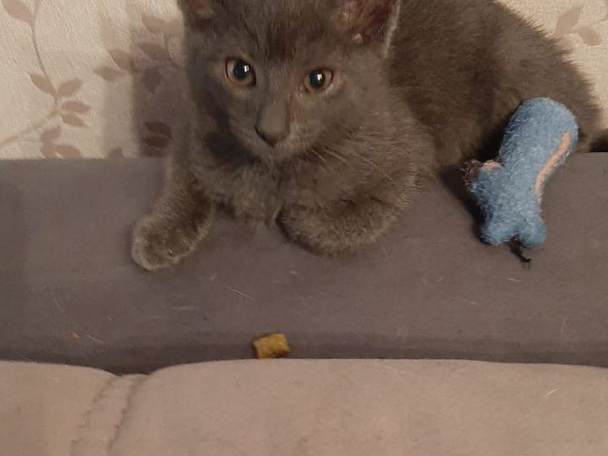 Котёнок Мишель в добрые руки