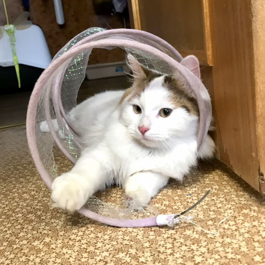 Котенок Ника