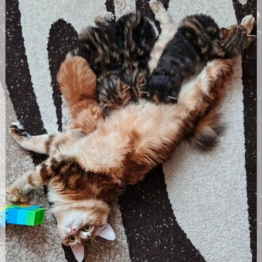 Курильский бобтейл длинношёрстный котёнок