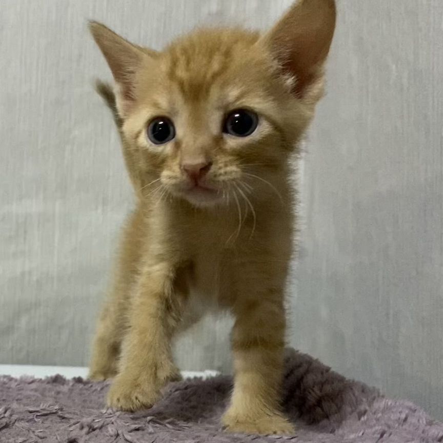 Донской сфинкс котёнок