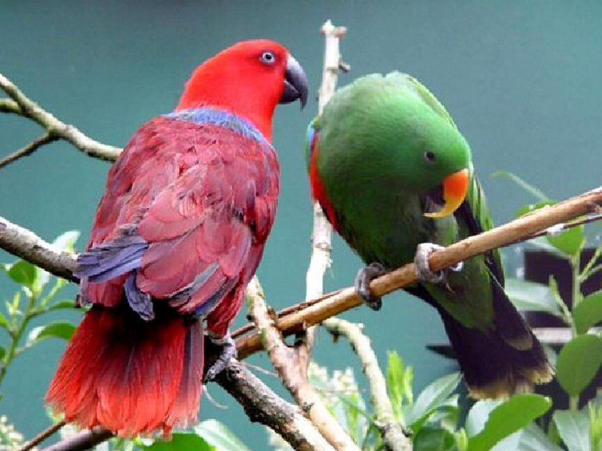 Попугаи эклектус