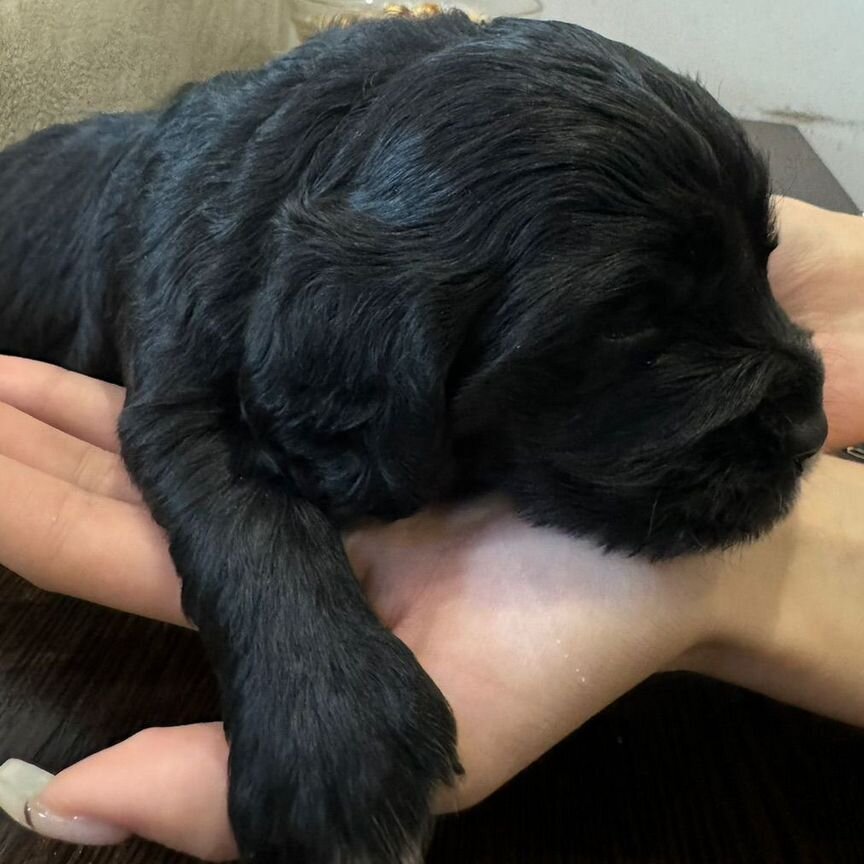 Щенки русского спаниеля