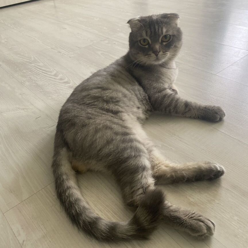 Кот в добрые руки