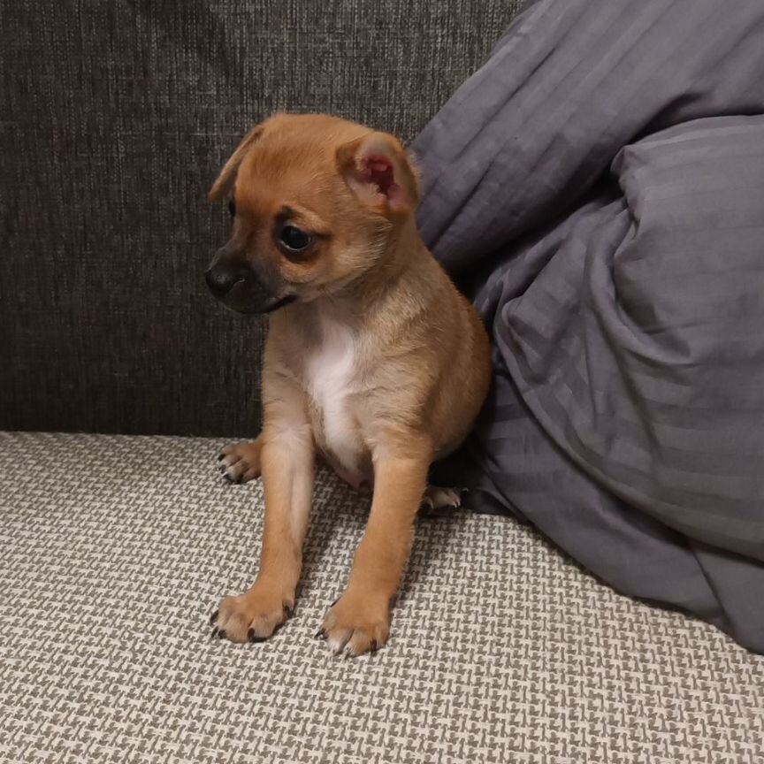 Той-терьер щенок