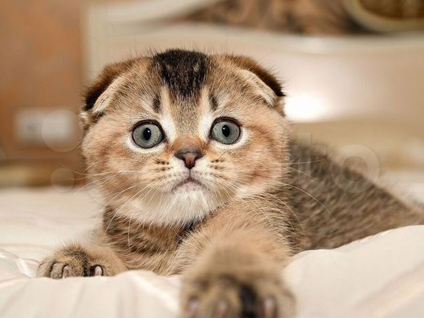Шотландские котята редкого окраса