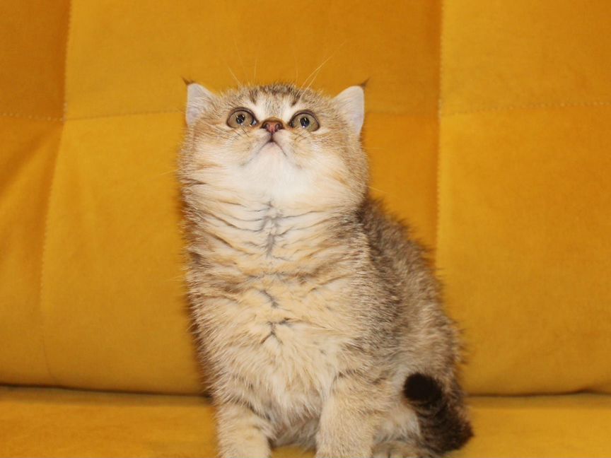 Британская золотая шиншилла