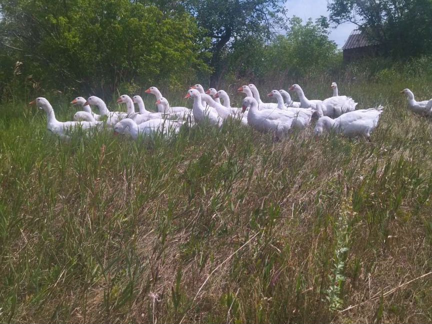 Губернаторские гуси