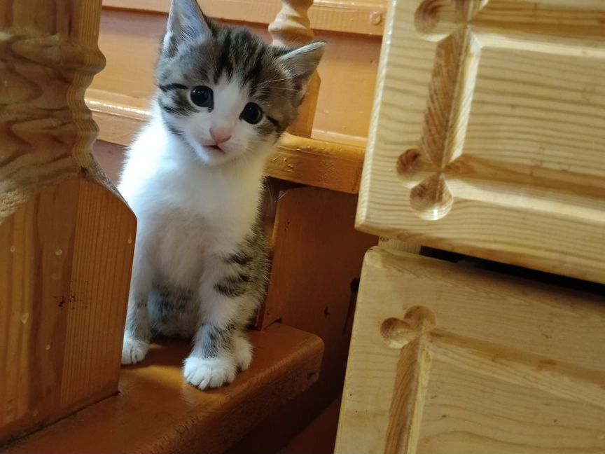 Котенок