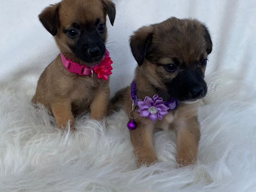 Малипуси в дар