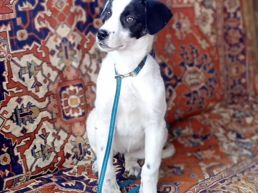 Клевый щенок в добрые руки