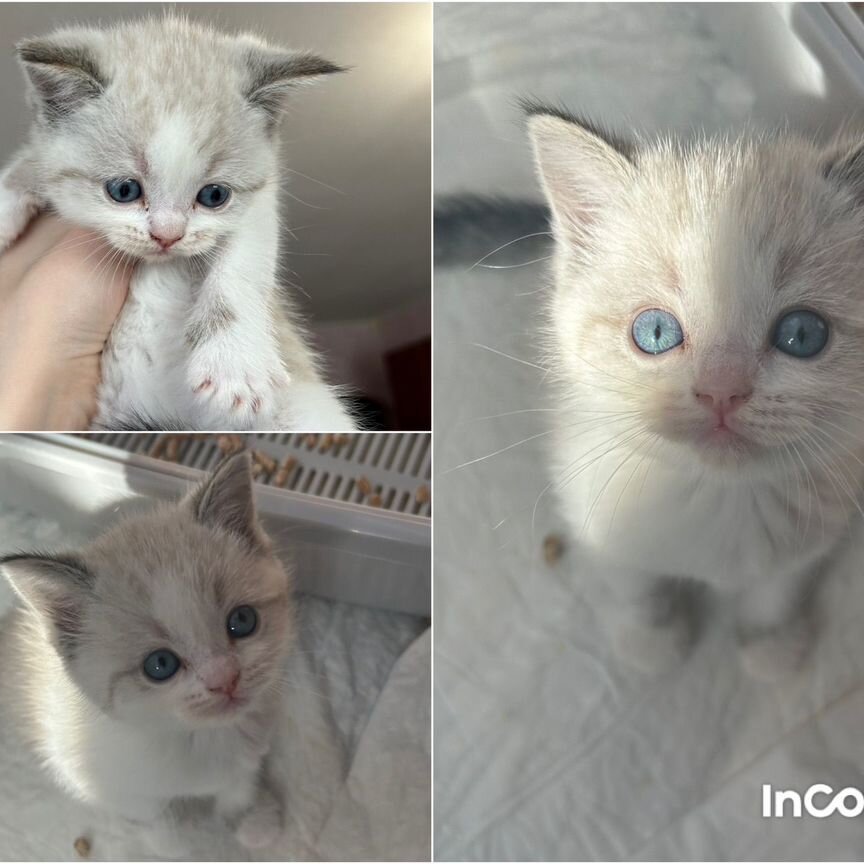Шотландские котята