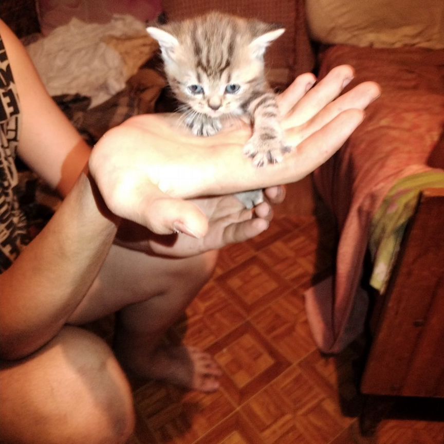 Чистокровные британцы-девочки