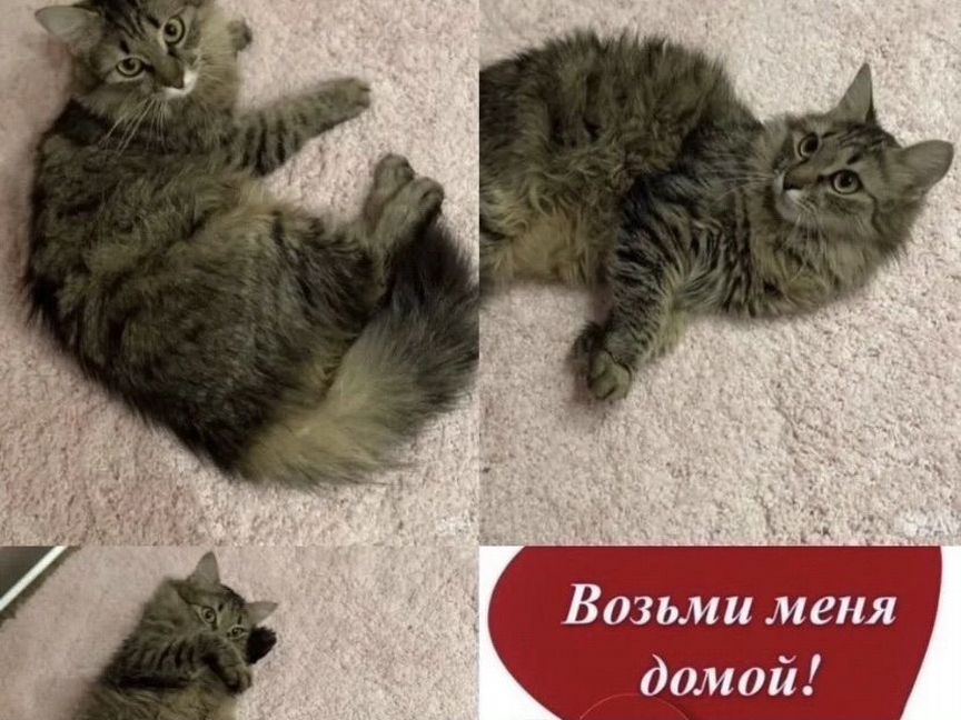 Котята с тяжелой судьбой ищут дом