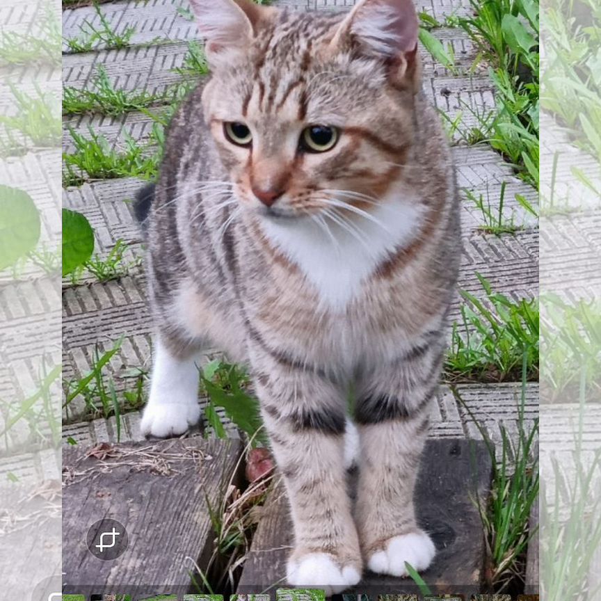 Взрослая кошка в добрые руки