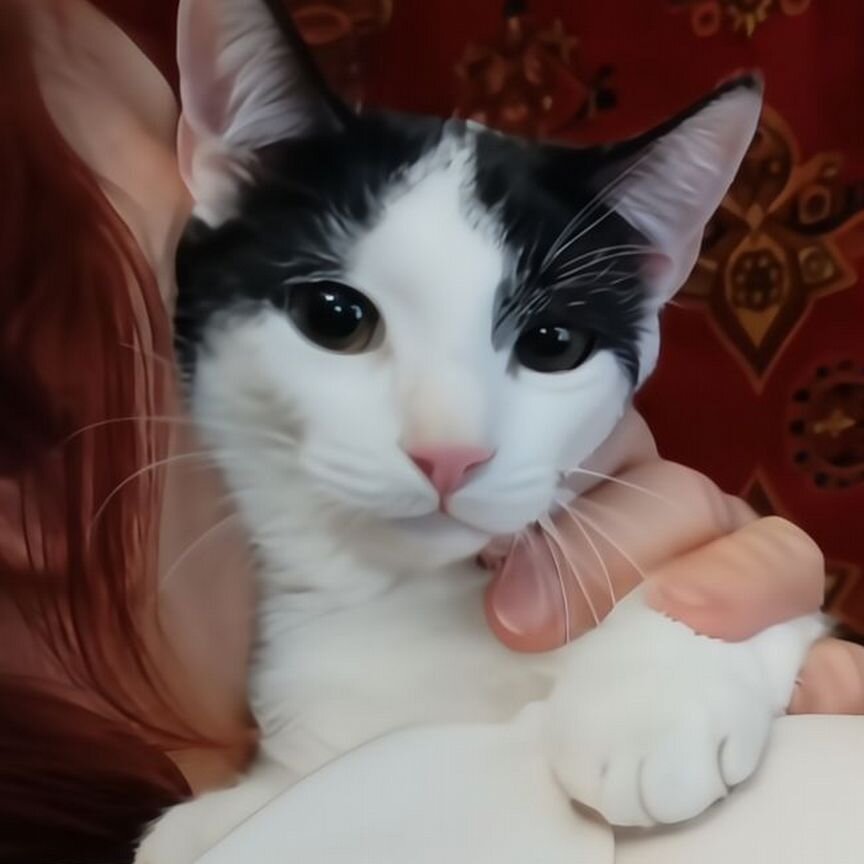 Котёнок в добрые руки